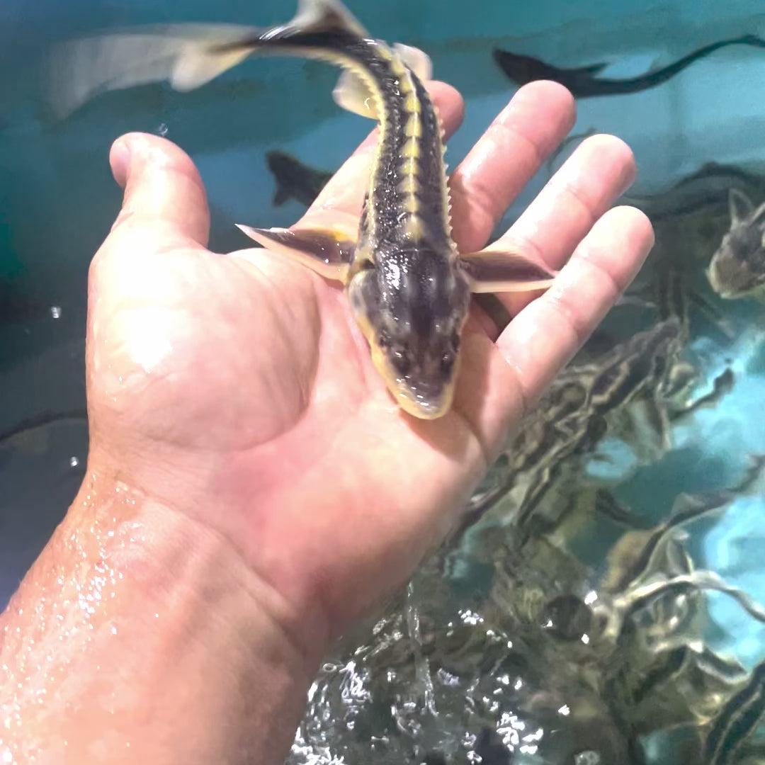 6-10” Diamond Sturgeon | Acipenser gueldenstaedtii – Florida Caviar